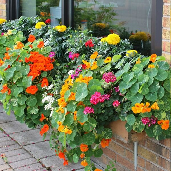 Cây Sen Cạn Có đắt Không, Mua ở đâu Uy Tín? | Cây Xanh Tân Thúy