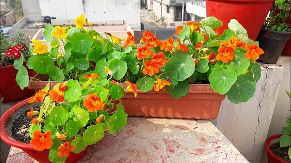 Cây Sen Cạn Có đắt Không, Mua ở đâu Uy Tín? | Cây Xanh Tân Thúy