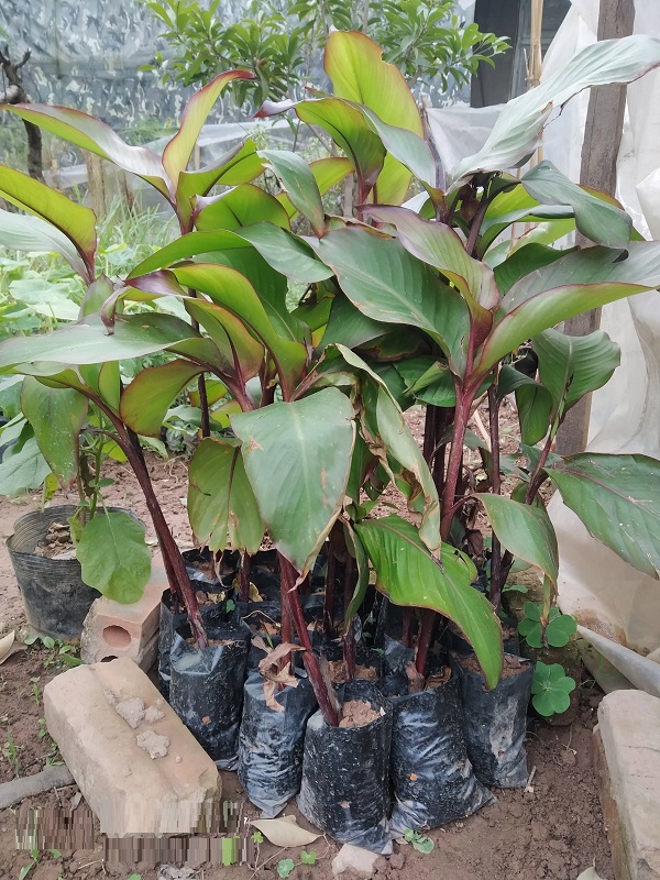 Bán Cây Rong Riềng đỏ, Rong Riềng Cảnh Nhiều Màu Giá Tốt | Cây Xanh Tân ...