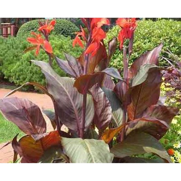 Bán Cây Rong Riềng đỏ, Rong Riềng Cảnh Nhiều Màu Giá Tốt | Cây Xanh Tân ...