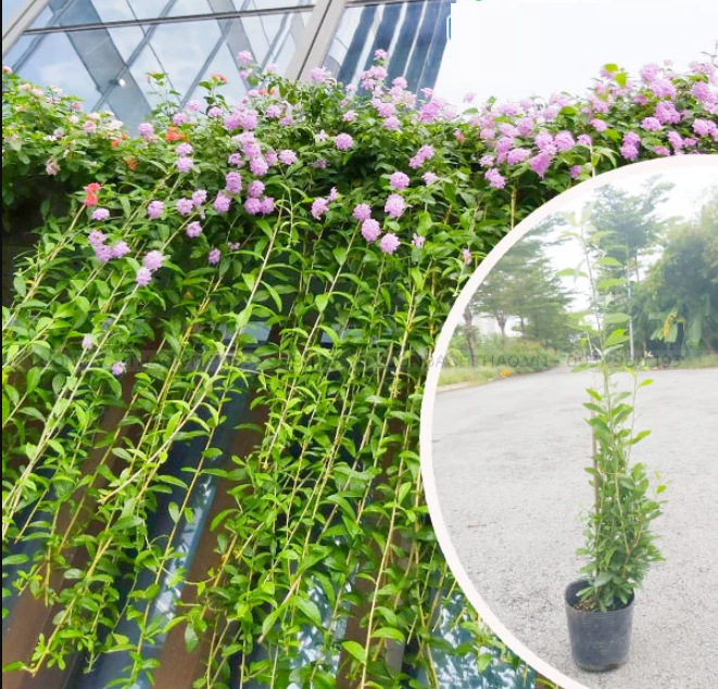 Cúc Tần Ấn Độ Trồng Ban Công - Những điều Bạn Cần Biết | Cây Xanh Tân Thúy