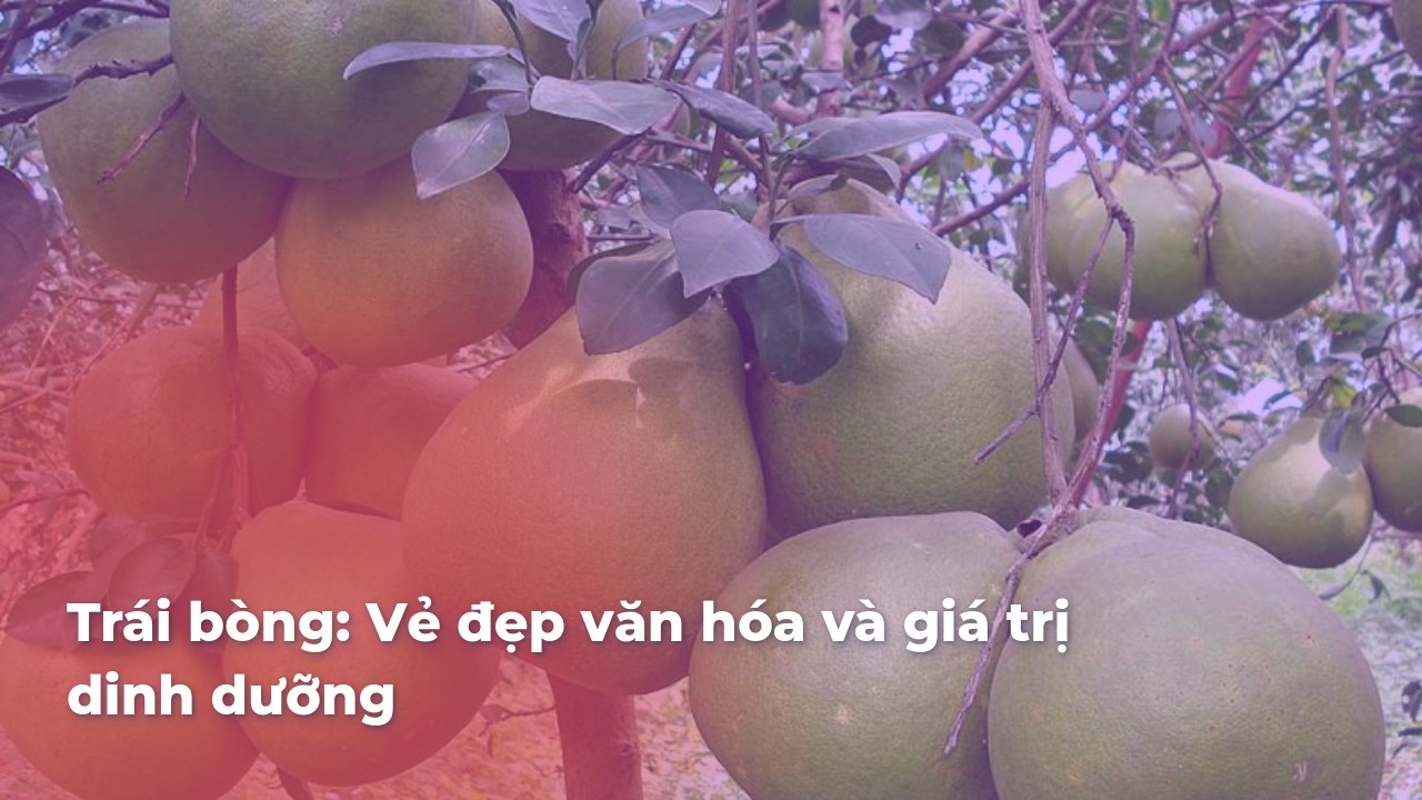 Trái Bòng: Vẻ đẹp Văn Hóa Và Giá Trị Dinh Dưỡng | Cây Xanh Tân Thúy