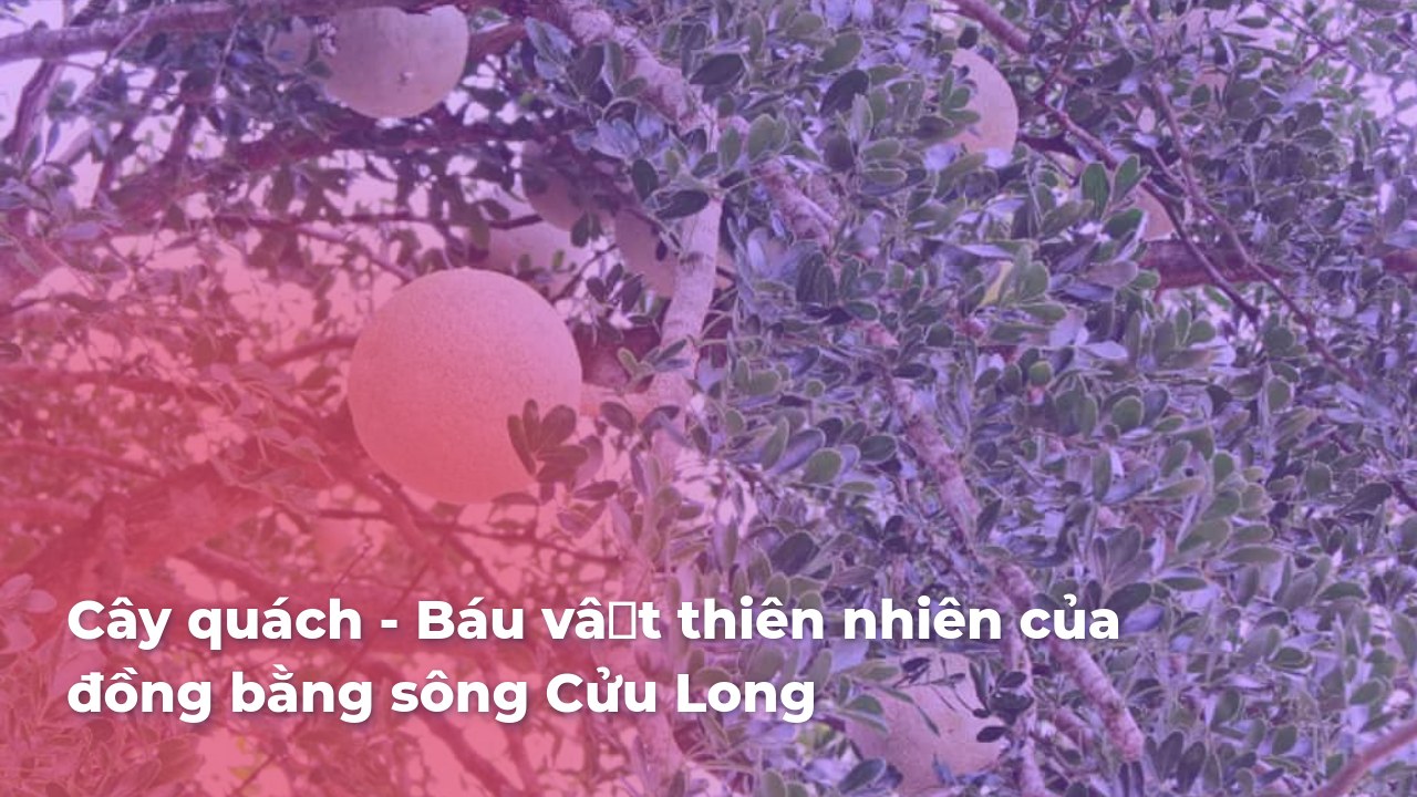 Cây Quách - Báu Vật Thiên Nhiên Của đồng Bằng Sông Cửu Long | Cây Xanh ...